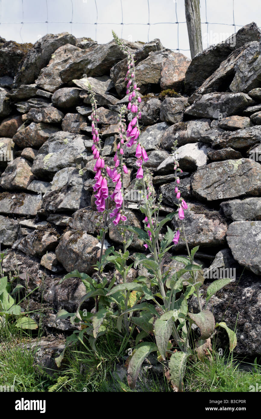 Foxgloves Digitalis purpurea, growing by a dry stone wall near, Near ...