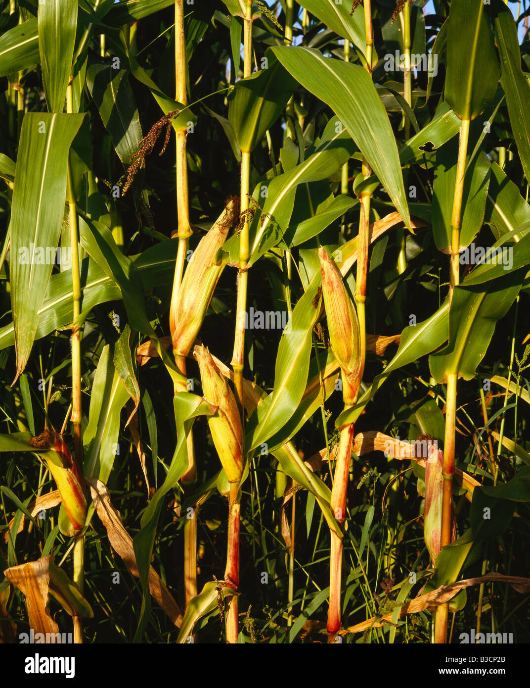 Agriculture farming hokkaido japan hi-res stock photography and images ...