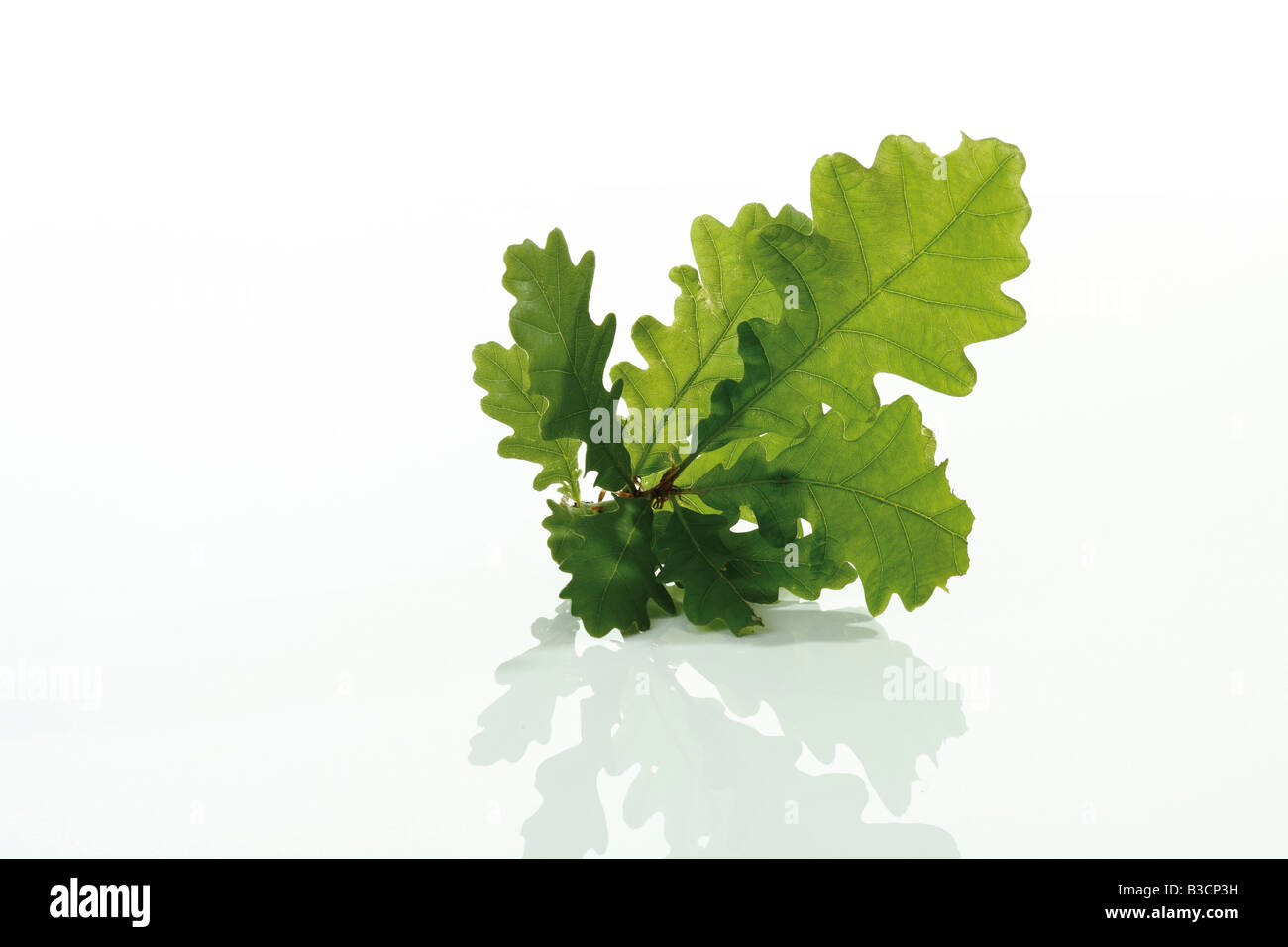 Oak tree leave hi-res stock photography and images - Alamy