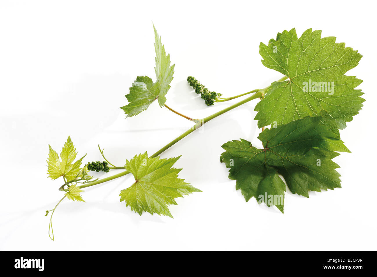 Branch from a grape vine, close-up Stock Photo - Alamy