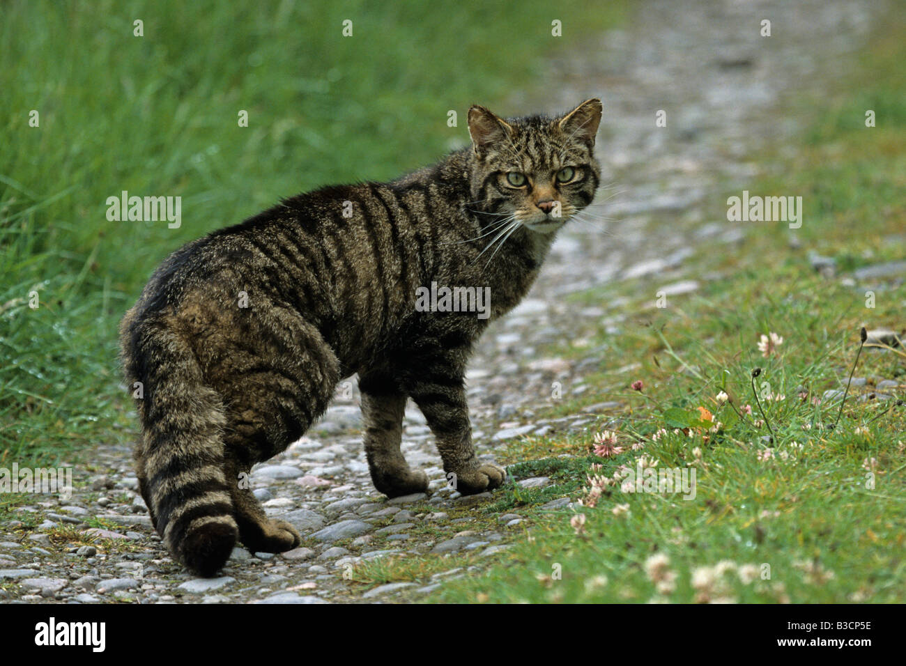 Scottish Wild Cat Felis silvestris walking on a path in the forest in ...