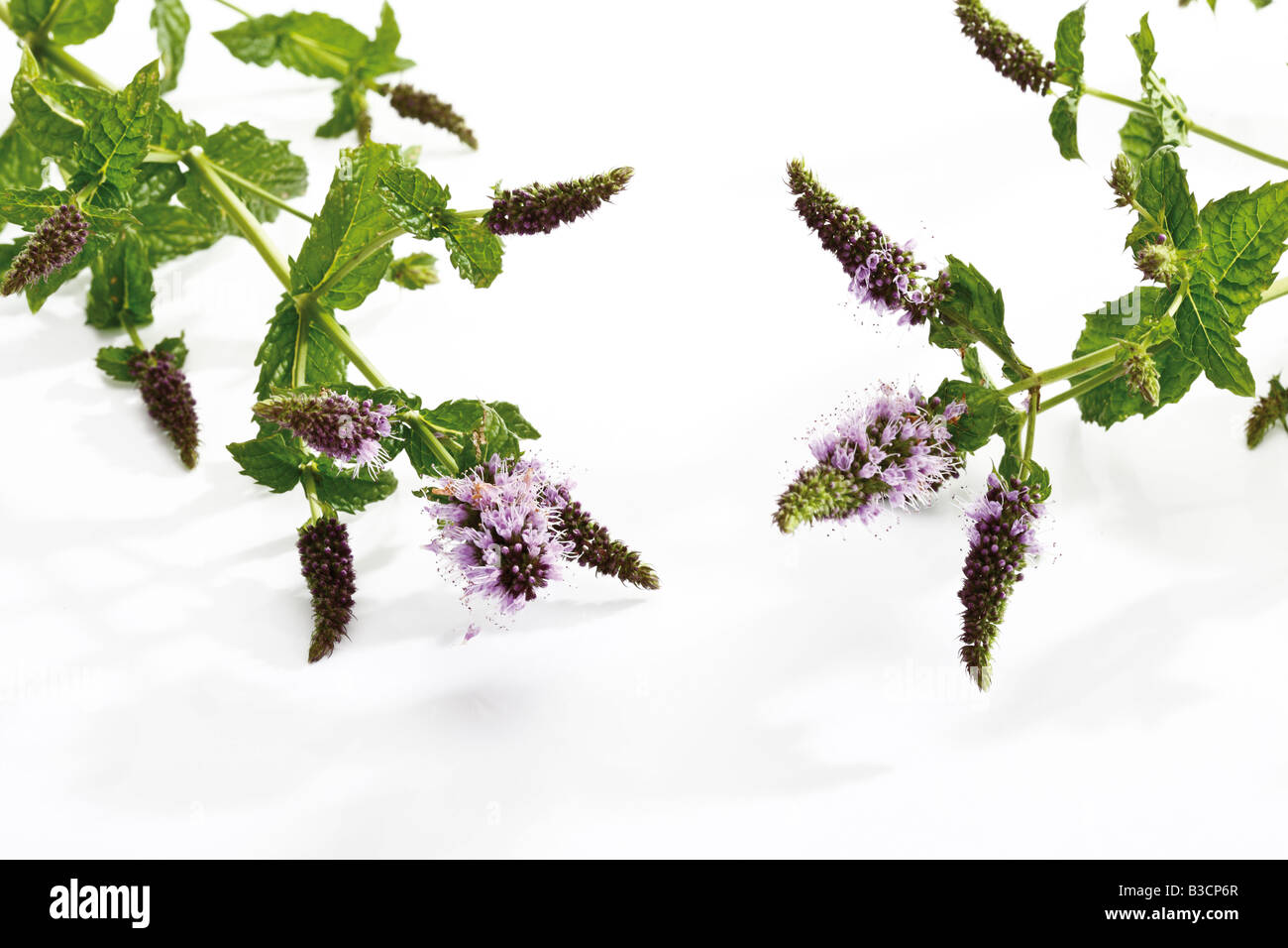 Blooming peppermint ((Mentha x piperita Stock Photo - Alamy