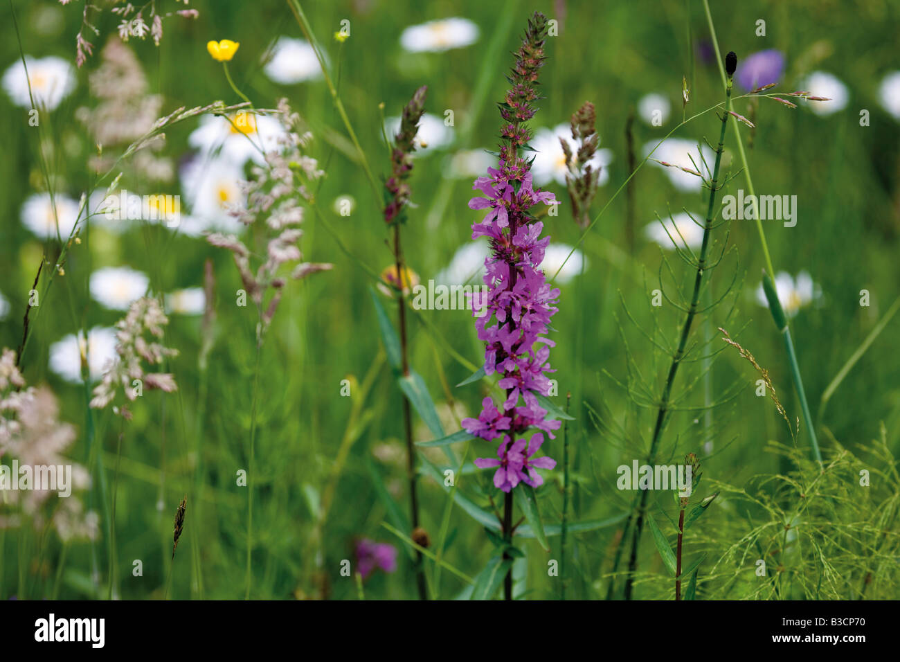 Germany, Bavaria, Wild flowers in field, close-up Stock Photo - Alamy