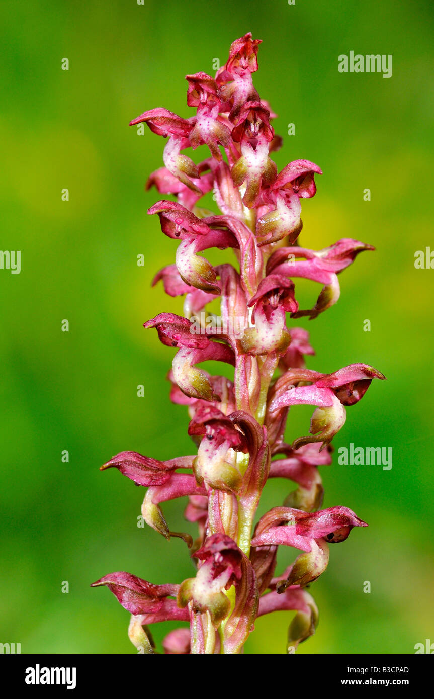 Orchids natural habitat hi-res stock photography and images - Alamy