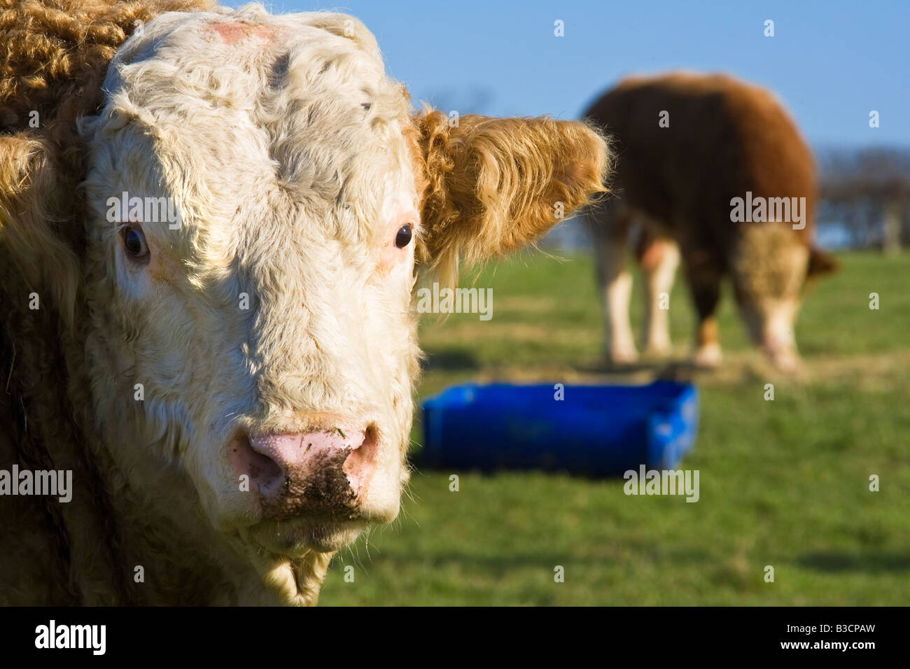 Bulls in field hi-res stock photography and images - Alamy