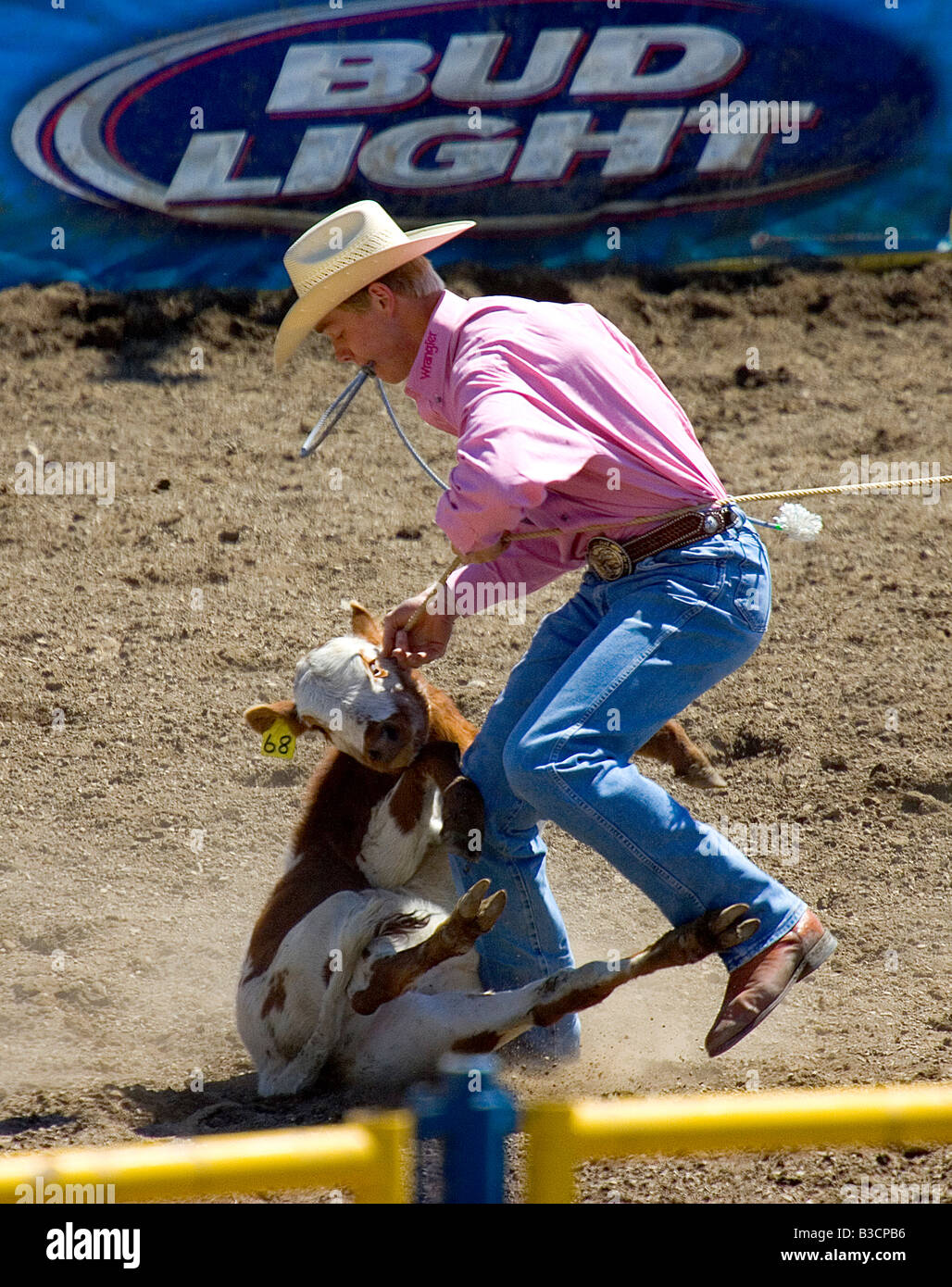 A cowboy roping a calf at a rodeo Stock Photo - Alamy