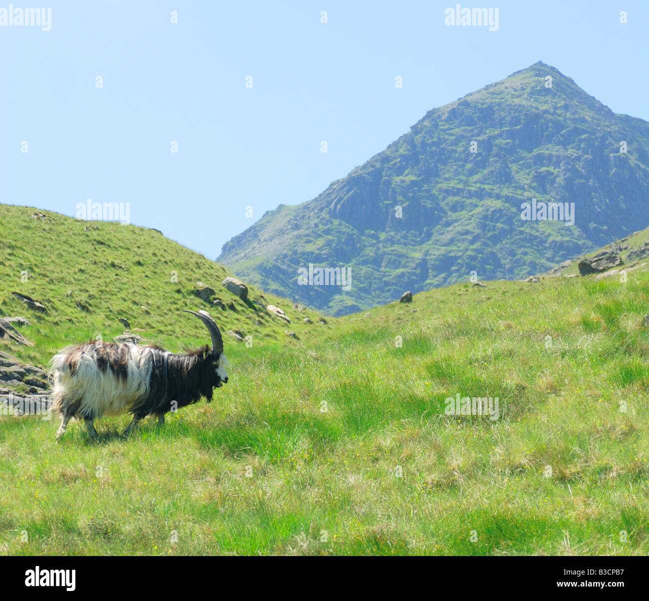 A single mountain goat on the lower slopes of Mount Snowdon with the ...