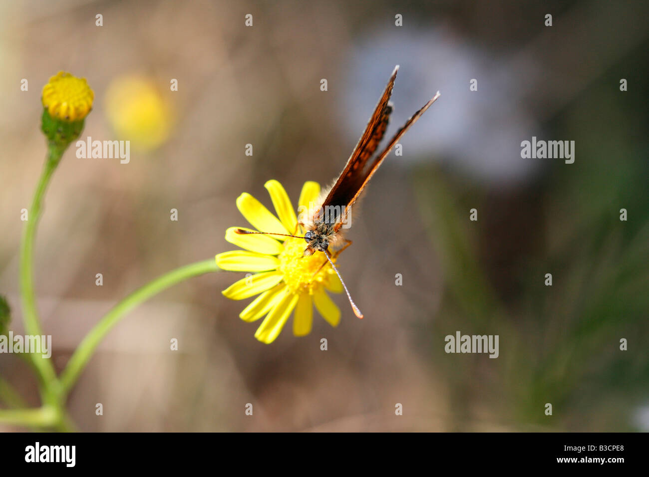 fritillary butterfly feeding on yellow daisy weed Stock Photo - Alamy