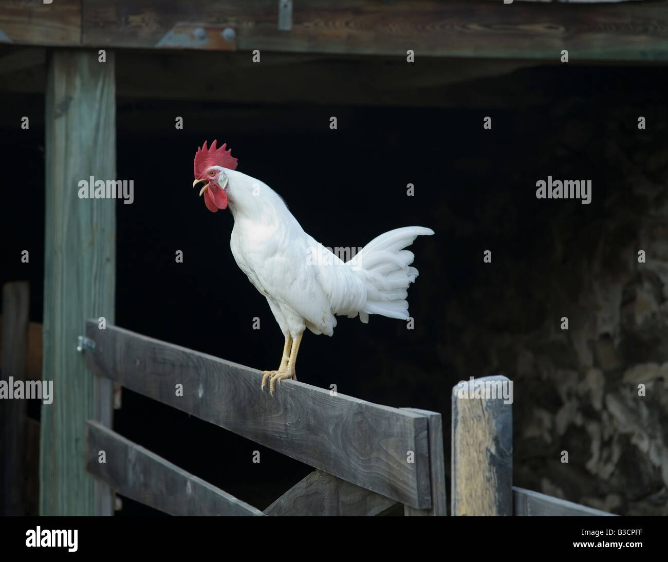 Photograph of a white rooster crowing Stock Photo - Alamy