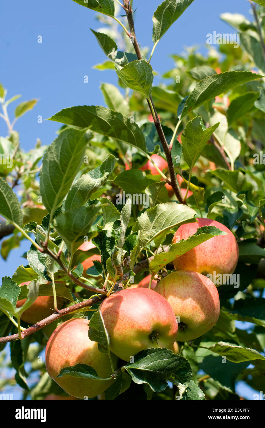 Apple tree with many fruits hi-res stock photography and images - Alamy