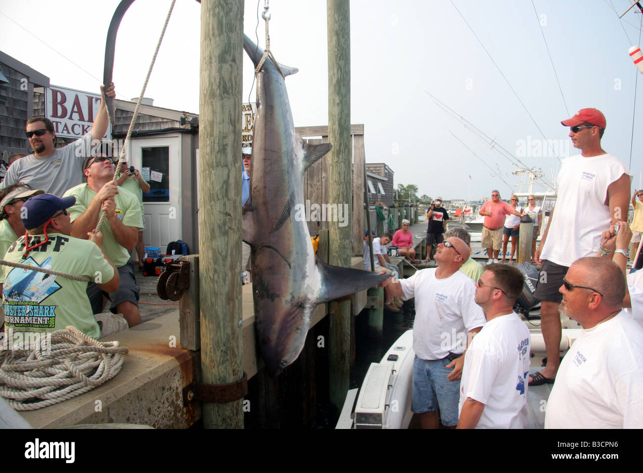 Hanging shark hi-res stock photography and images - Alamy