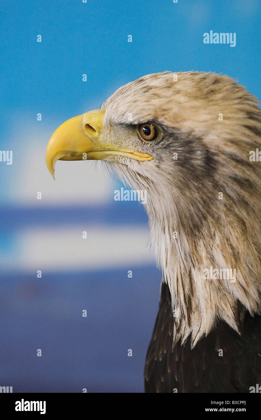 Eagle striking a pose Stock Photo - Alamy