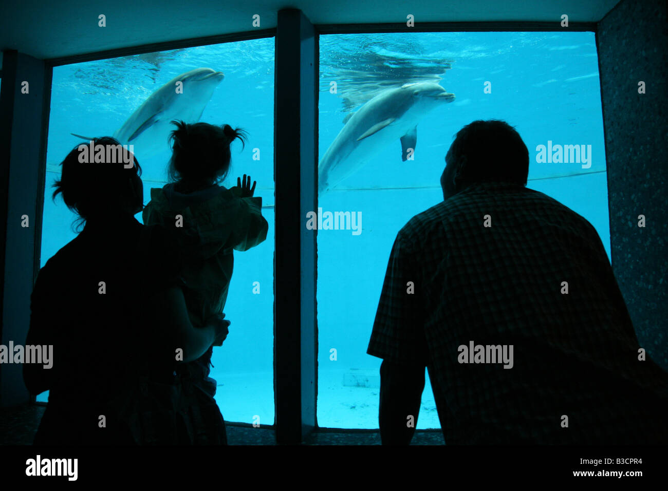 Nuremberg zoo dolphin hi-res stock photography and images - Alamy