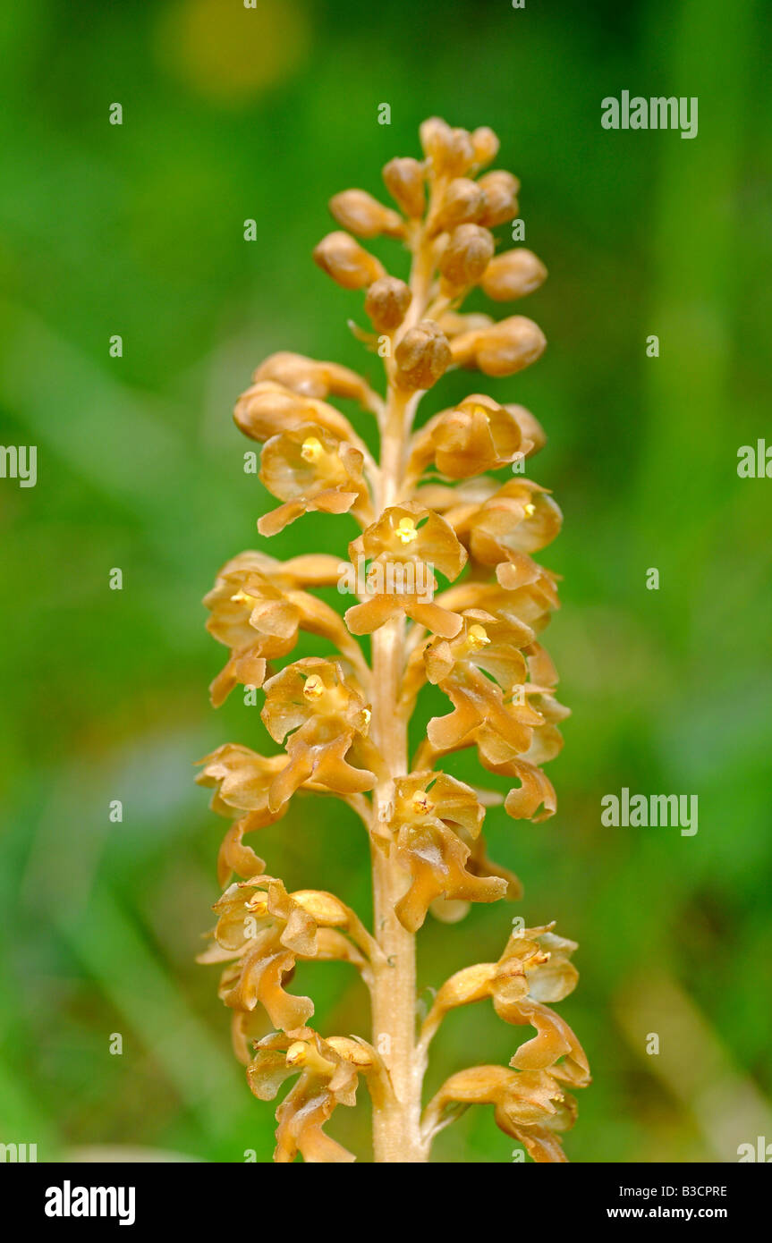Orobanche, Broomrape, Broom rape Stock Photo - Alamy