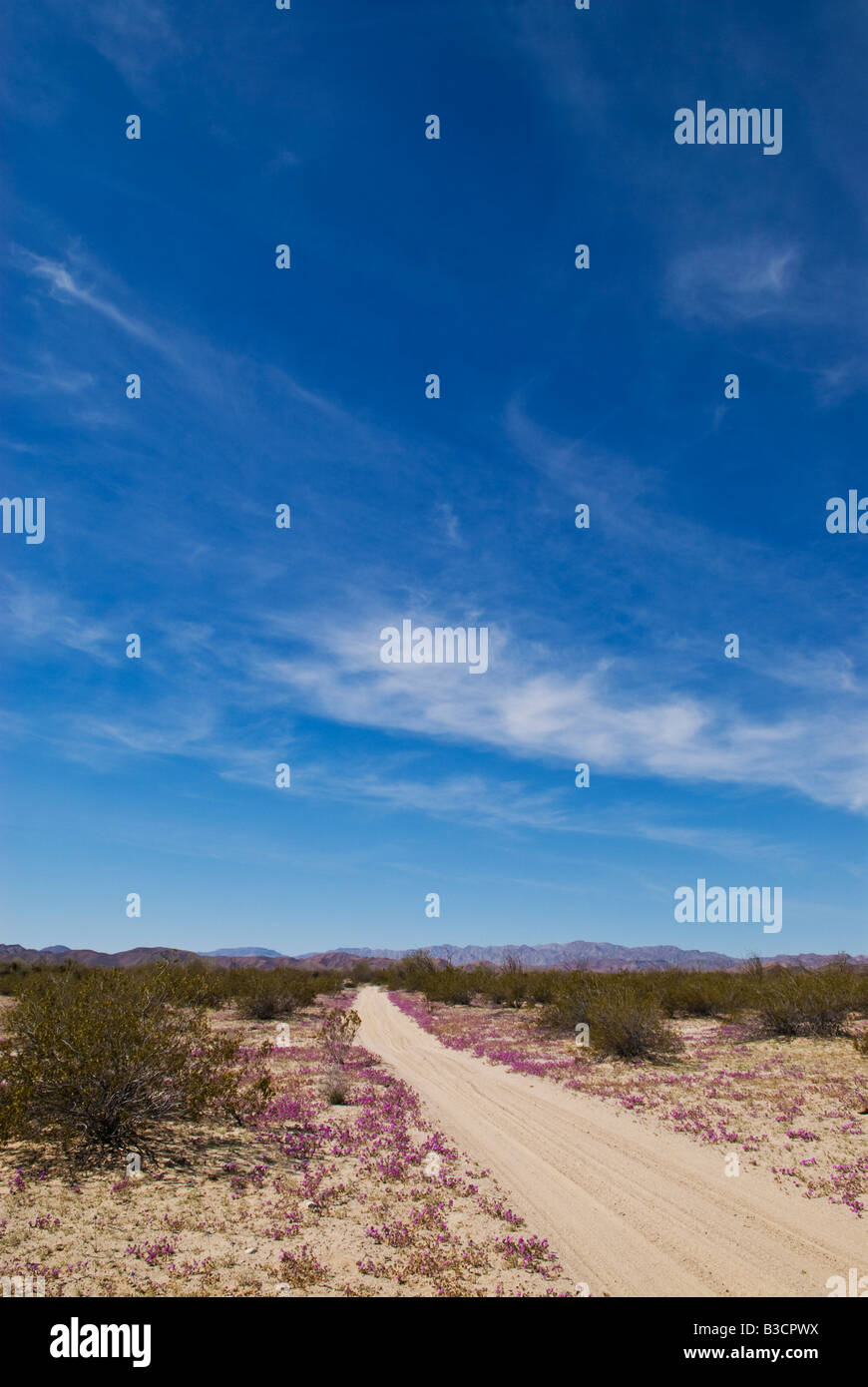 Sandy desert road South of San Felipe, Baja California, Mexico Stock ...