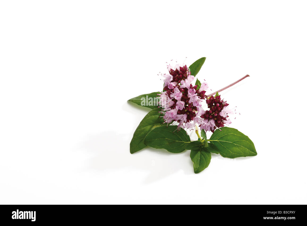 Wild plants in bloom Cut Out Stock Images & Pictures - Alamy