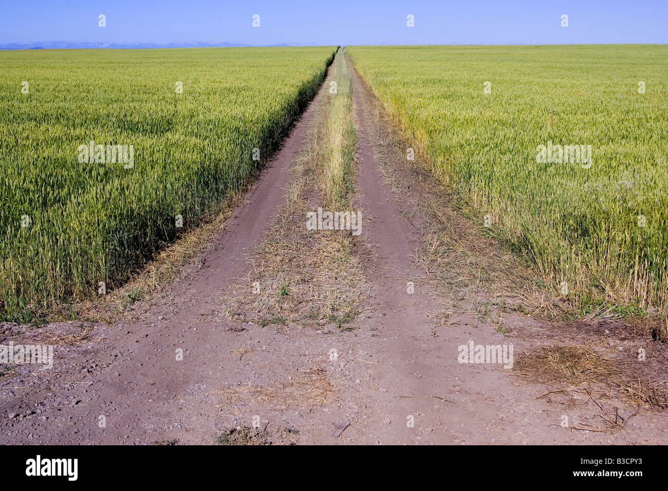 A country road through a wheat field Stock Photo - Alamy