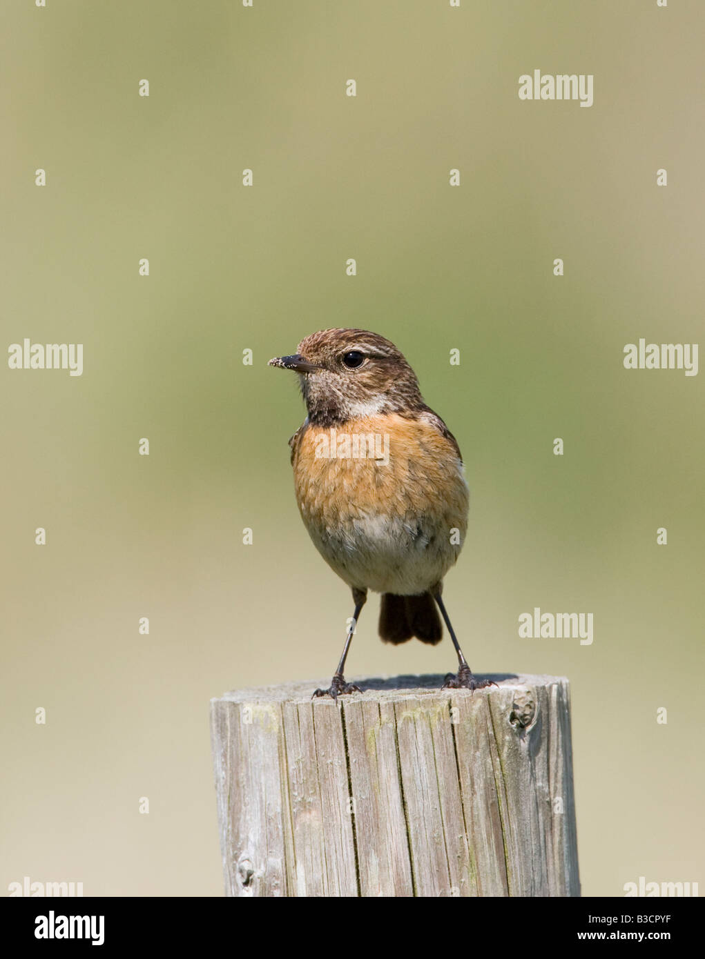 Stonechat female hi-res stock photography and images - Alamy