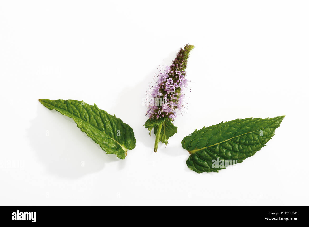 Blooming peppermint ((Mentha x piperita), elevated view Stock Photo - Alamy