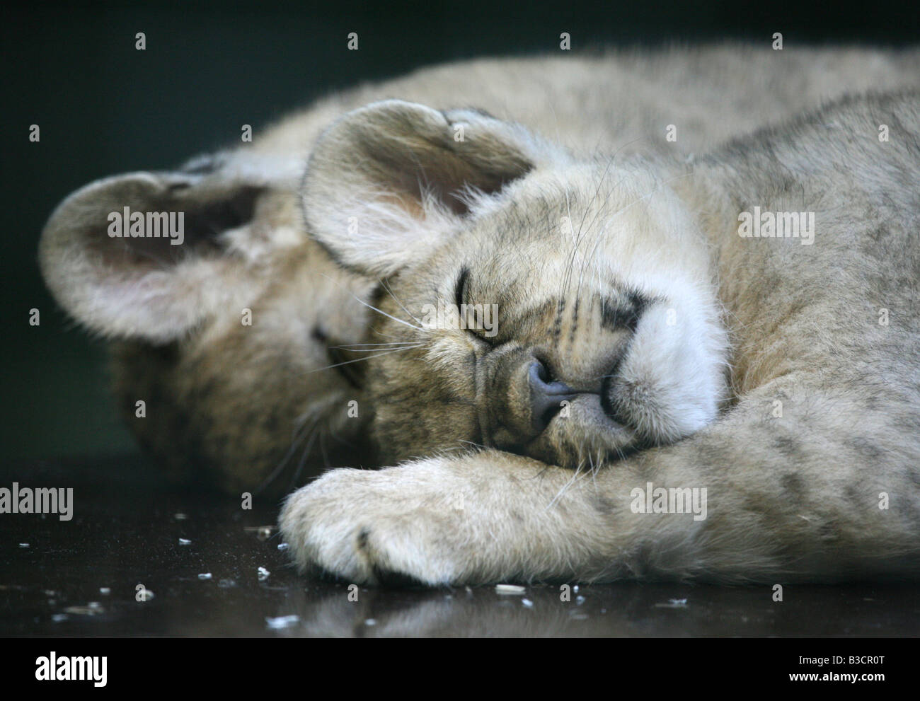 Two new born lion cubs (Panthera leo) sleeping at Berlin Zoo, Germany ...