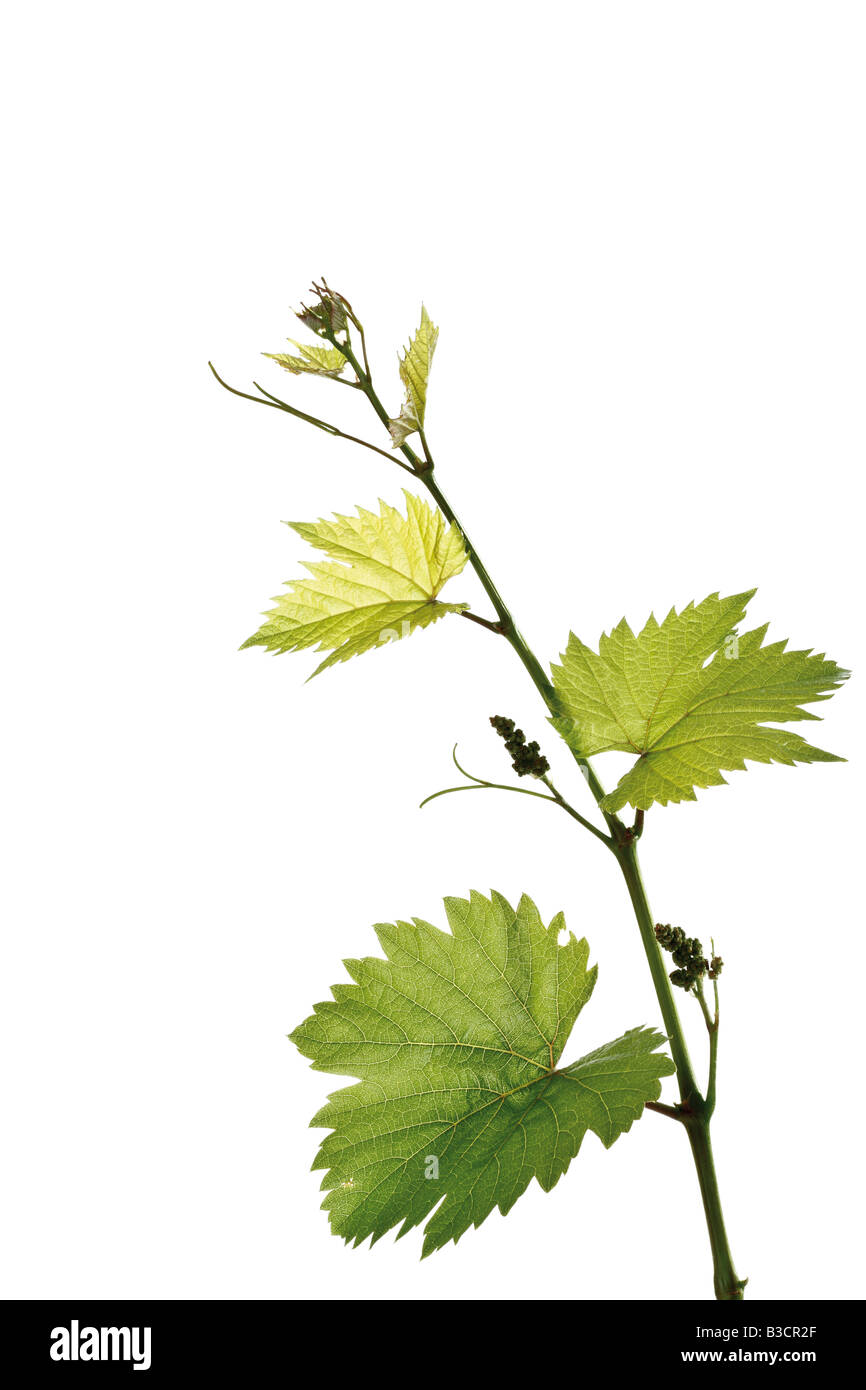 Grape vine Cut Out Stock Images & Pictures - Alamy