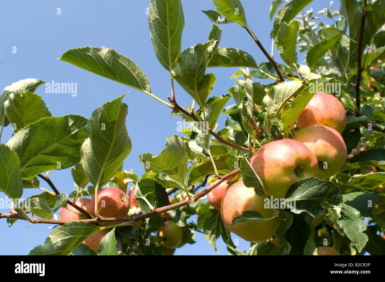 Apple tree with many fruits hi-res stock photography and images - Alamy