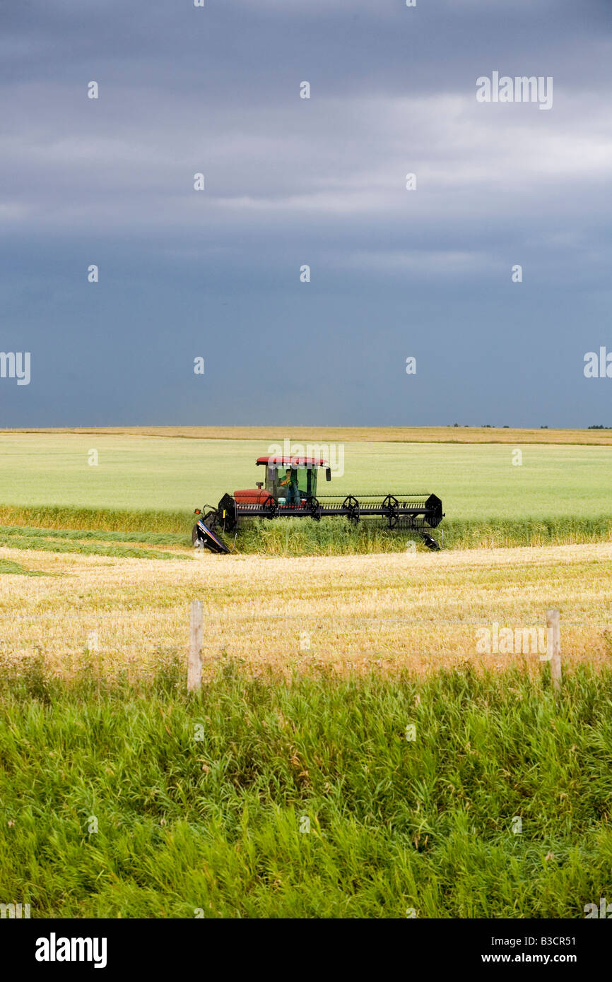 A crop being harvested by a farmer in rural Alberta Stock Photo - Alamy