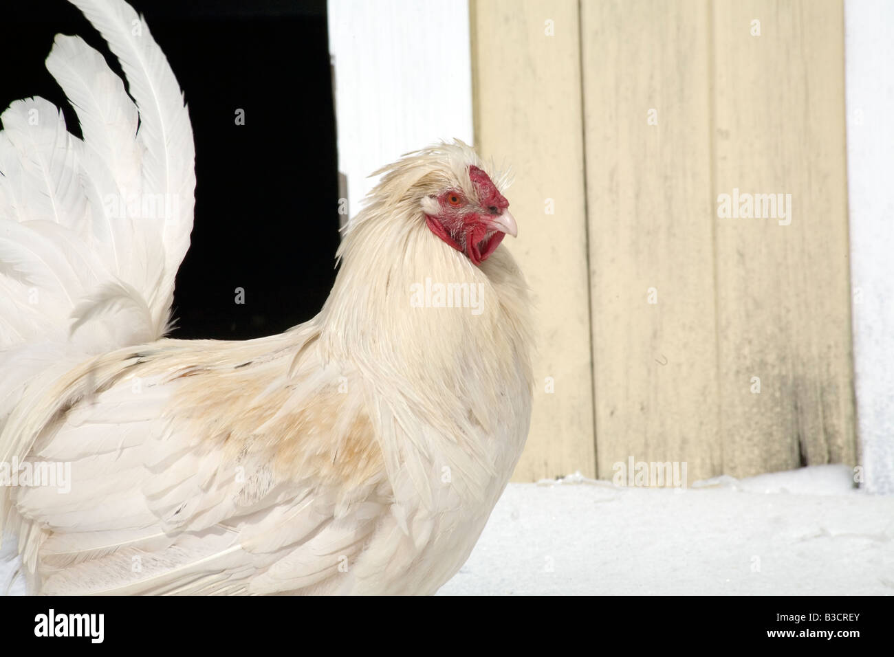 Photo of a white chicken in the snow Stock Photo - Alamy