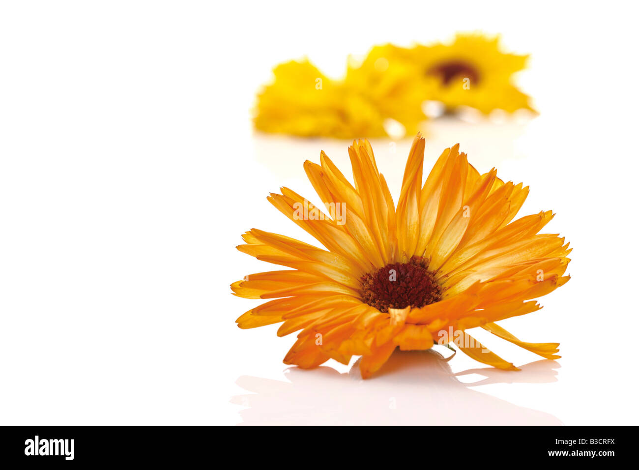 Calendula (Calendula officinalis), close-up Stock Photo - Alamy