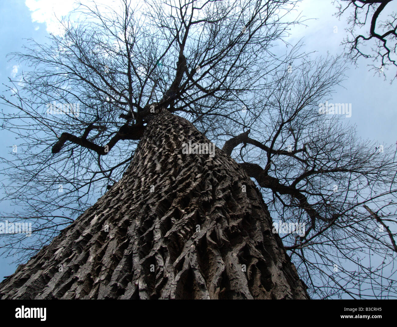 Oak tree (Quercus) seen from below. Oak Park. Cook County. Illinois ...