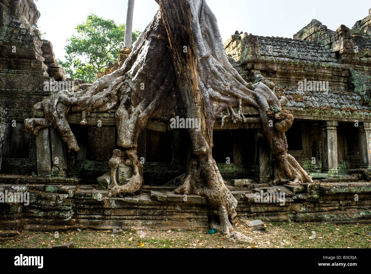 Big Tree at Preah Khan Temple Angkor Wat cambodia Stock Photo - Alamy