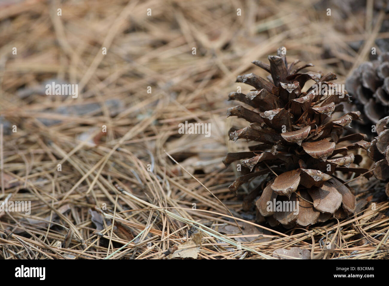 fir cone on forest floor Stock Photo - Alamy