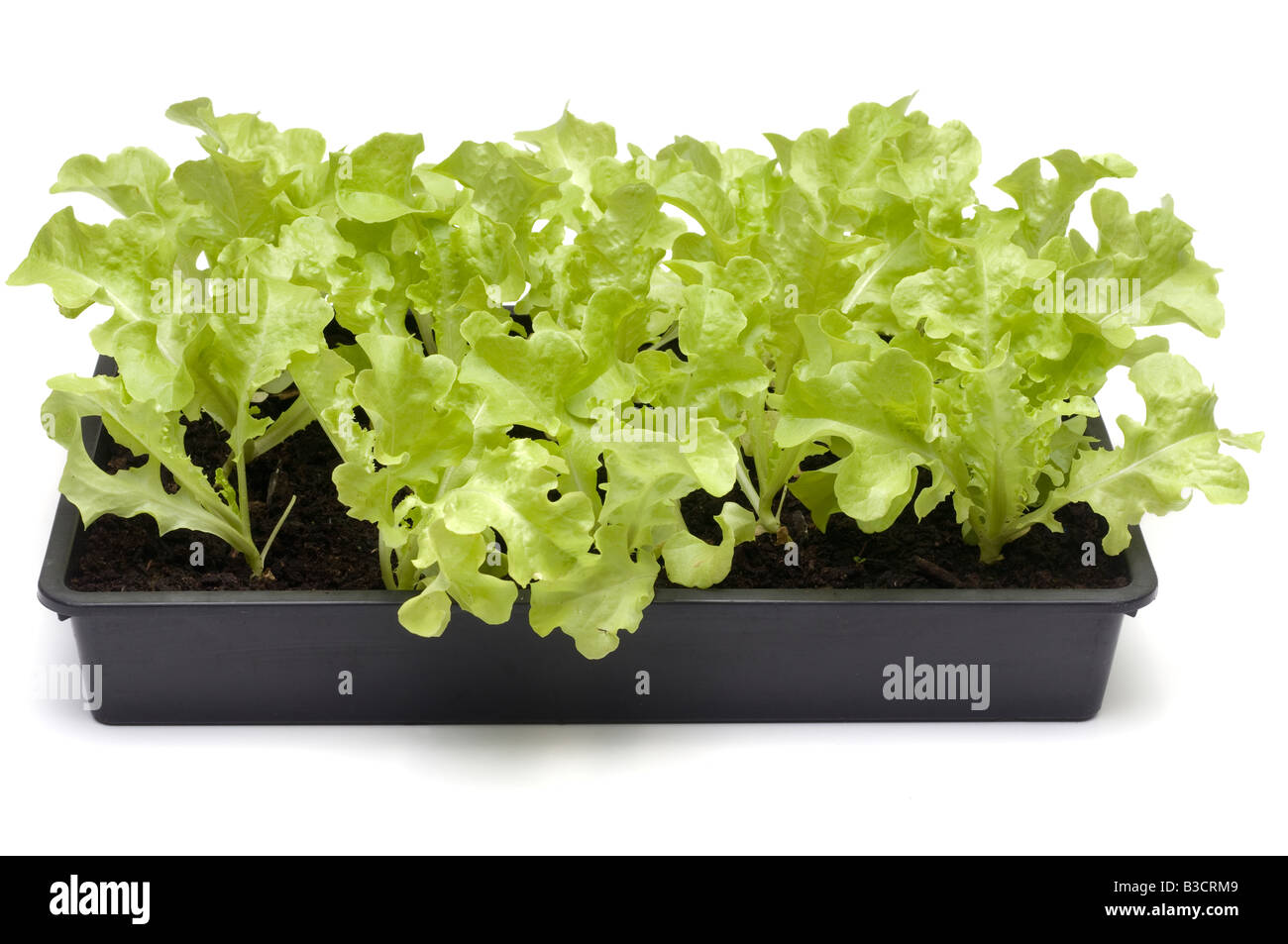 Planting of lettuce Cut Out Stock Images & Pictures - Alamy