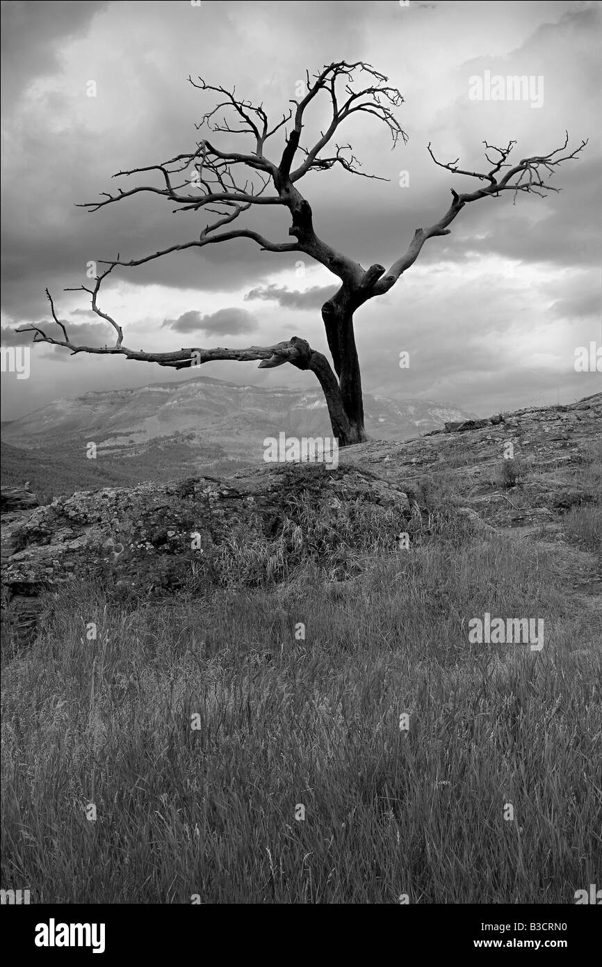 A lone tree on a hill in Crowsnest Pass Alberta Stock Photo - Alamy