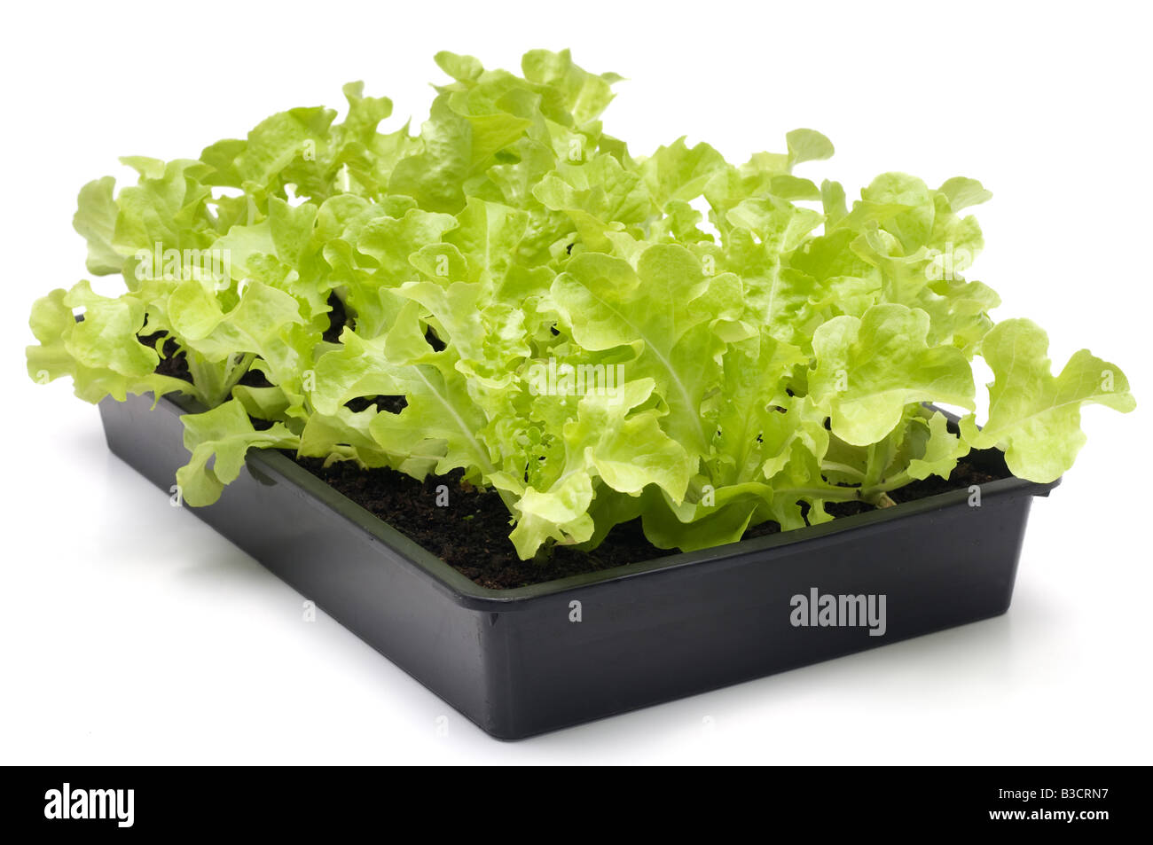 Young lettuce seedlings ready for planting out in a plastic black tray ...