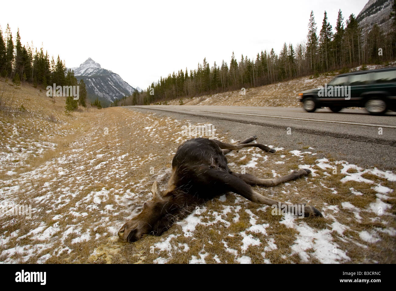 A dead moose on the highway in Kananaskis Alberta Stock Photo - Alamy