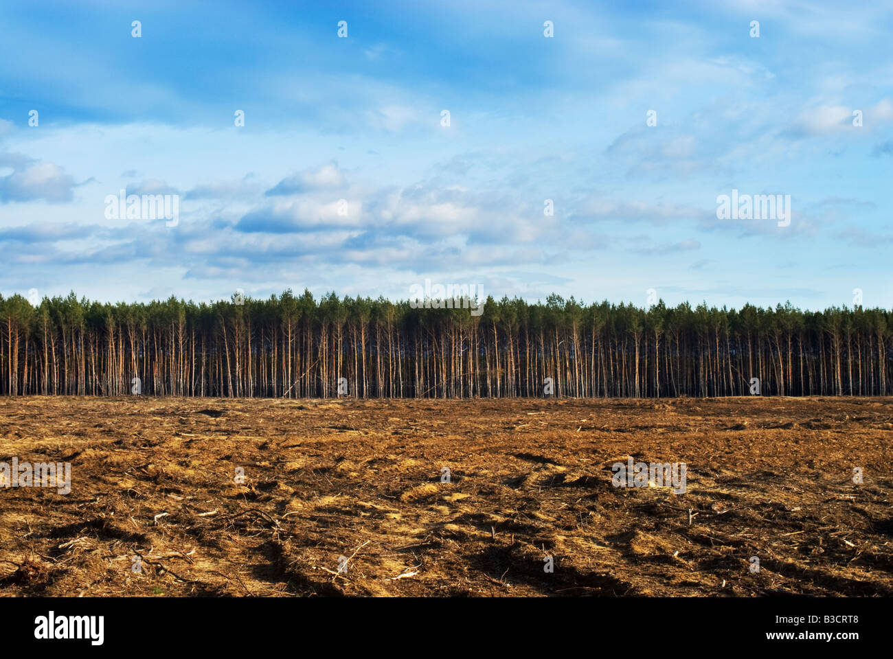 Felled forest hi-res stock photography and images - Alamy