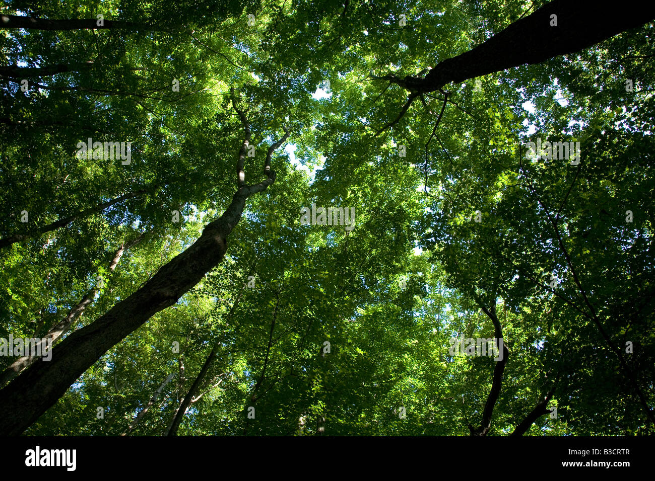 Photograph looking up from the forest floor into the tree tops Stock ...
