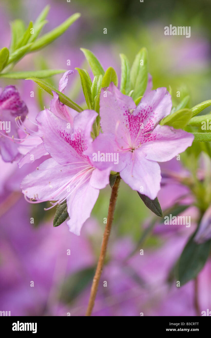 Cluster of azalea hi-res stock photography and images - Alamy