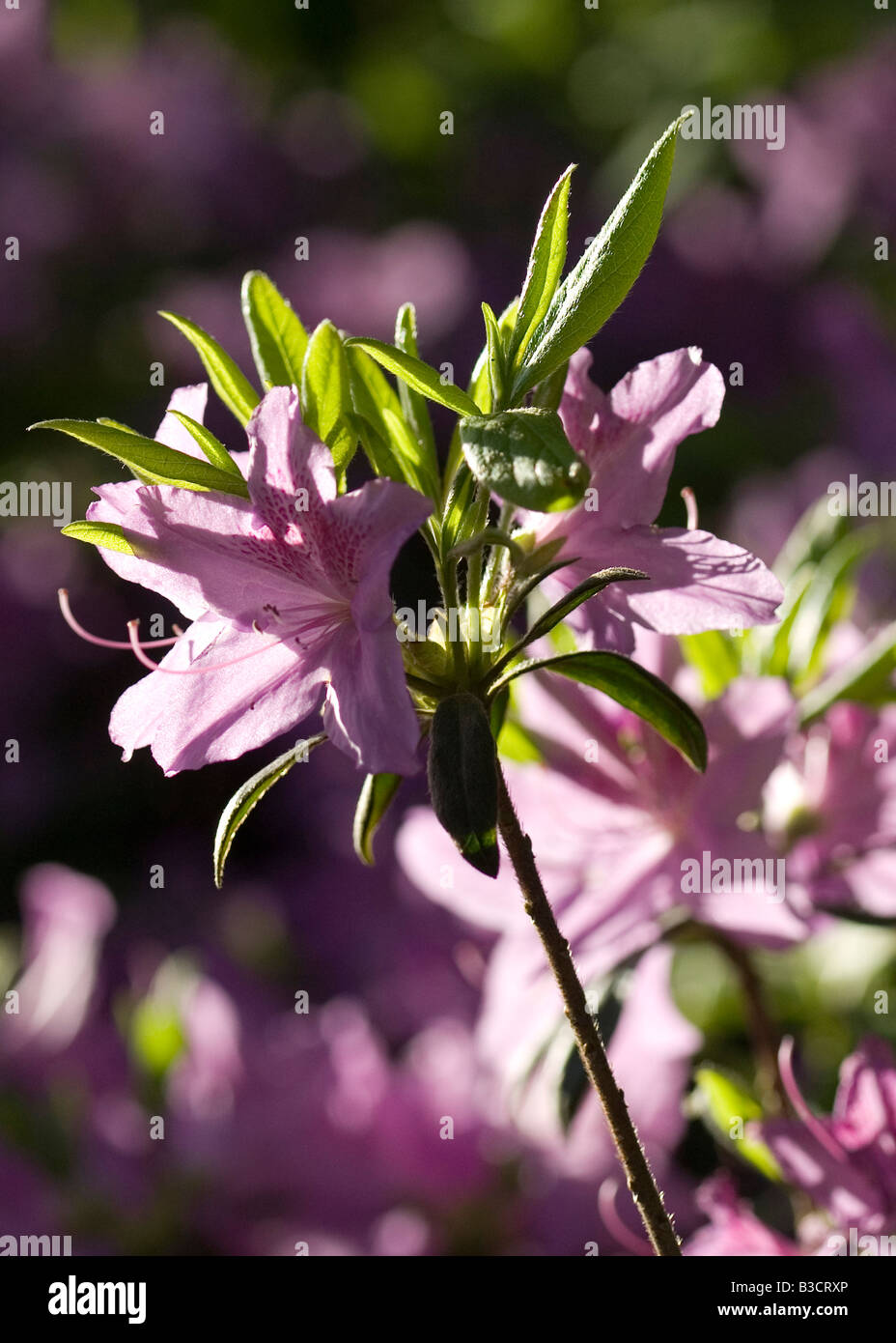 Lavender azaleas hi-res stock photography and images - Alamy