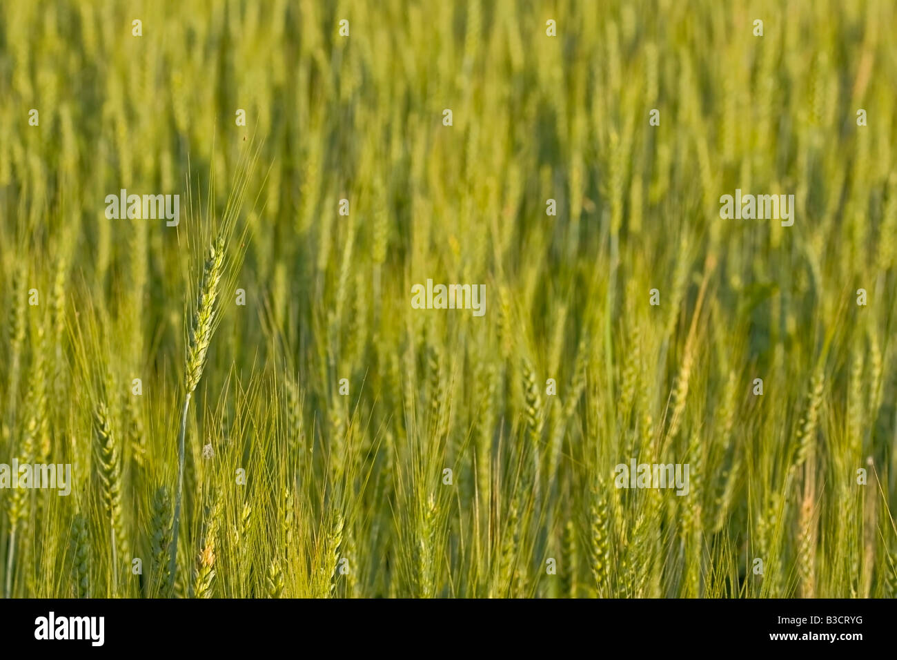 Wheat field in the early morning light Stock Photo - Alamy