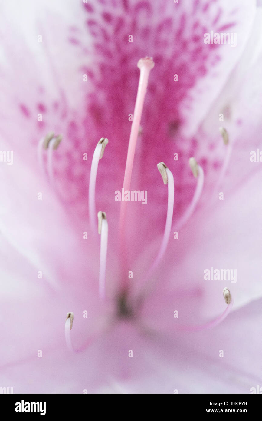 Close up of George L Tabor Azalea Stock Photo - Alamy