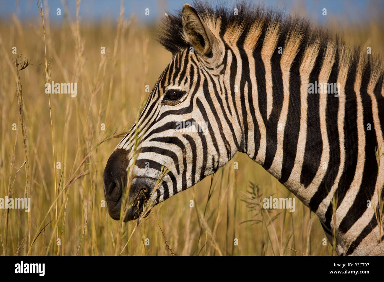 Portrait of a zebra Stock Photo - Alamy