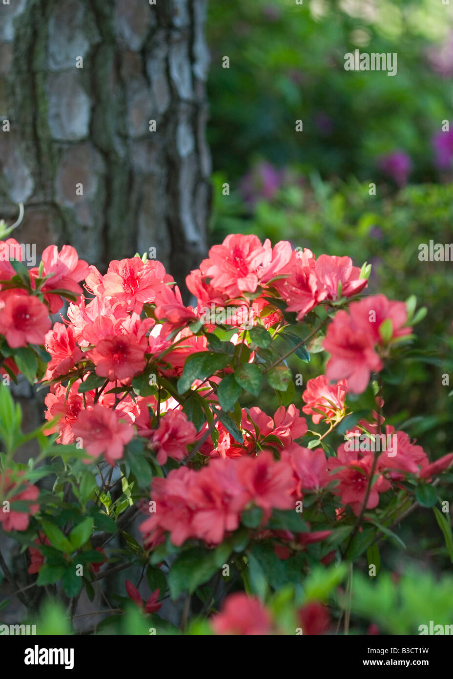 Azalea bush along the base of a pine tree at Azalea Gardens Stock Photo ...