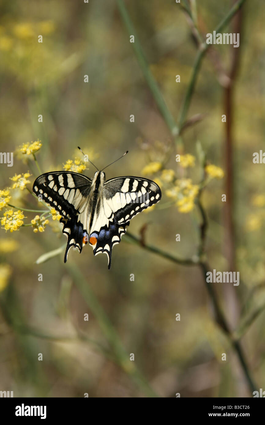 swallow tail butterfly on ventotene island, italy Stock Photo - Alamy