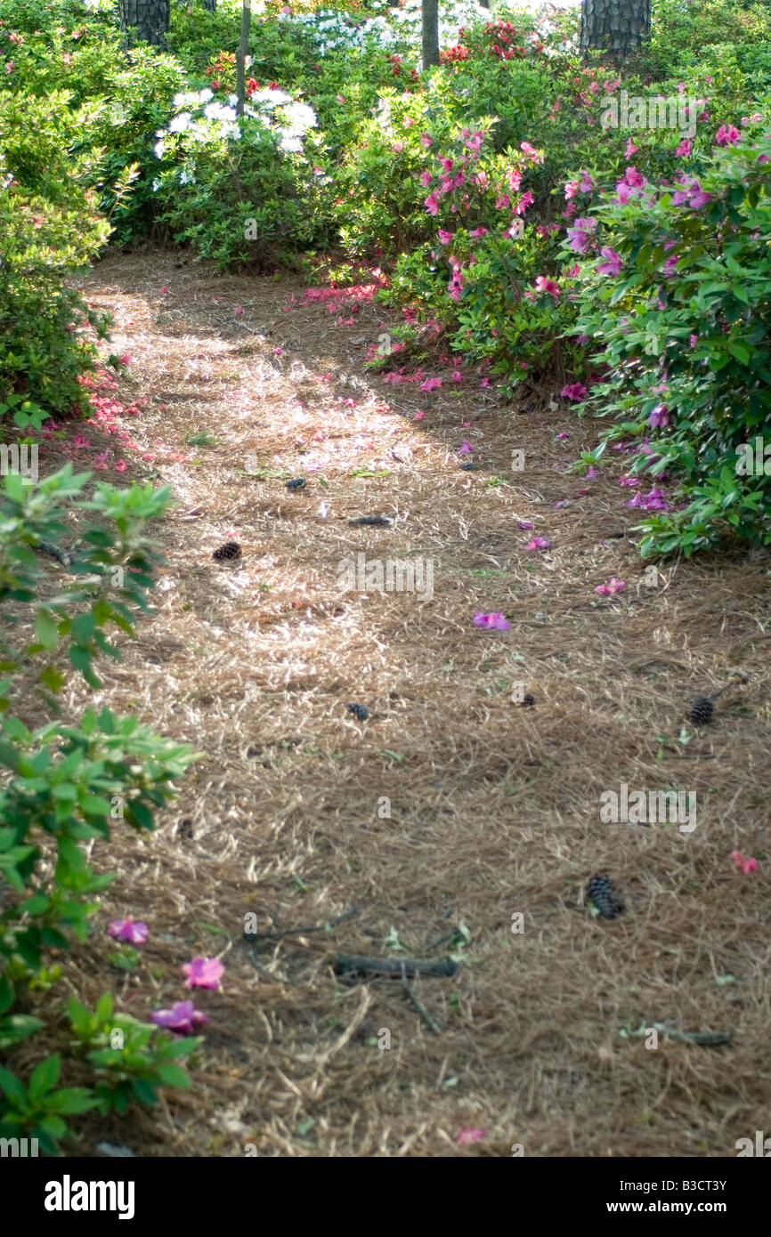 Walking path through Azalea Gardens in bloom Stock Photo - Alamy