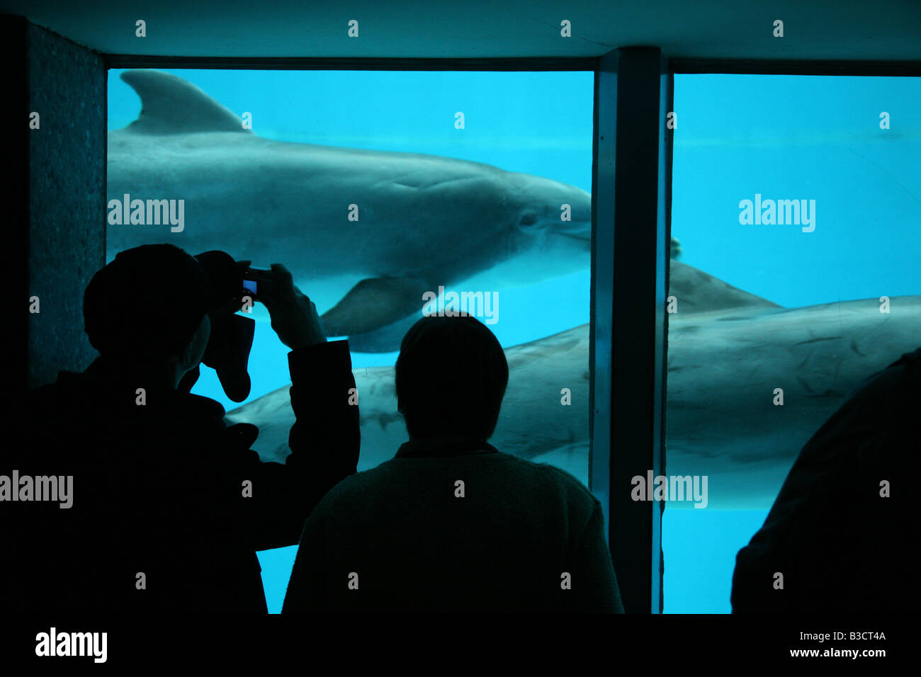 Nuremberg zoo dolphin hi-res stock photography and images - Alamy