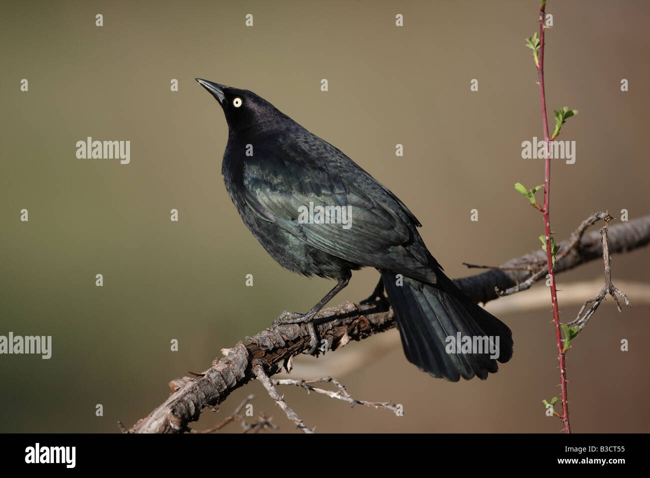 Grackle and display hi-res stock photography and images - Alamy