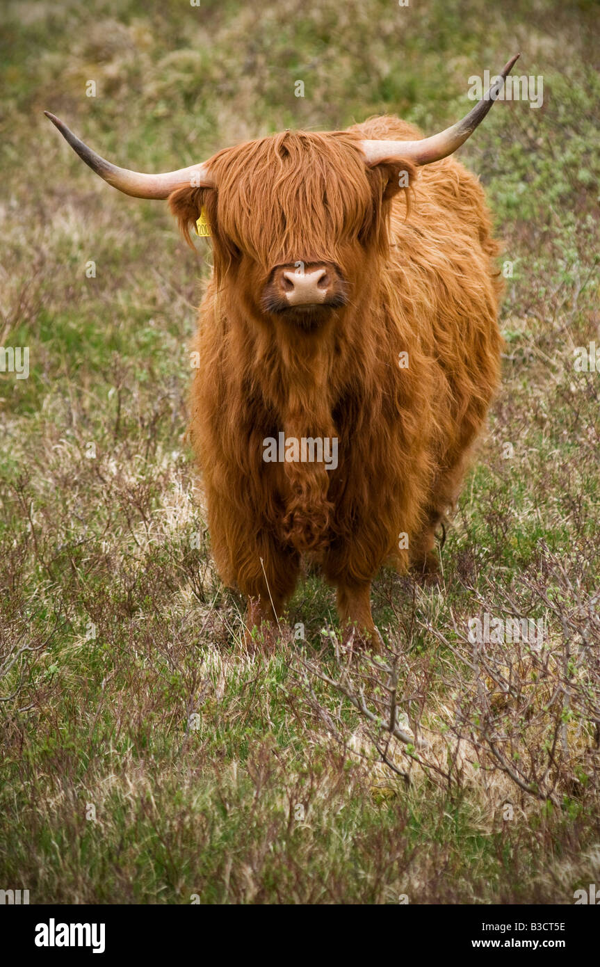 Scottish Highland Cow Scotland looks at camera Stock Photo - Alamy