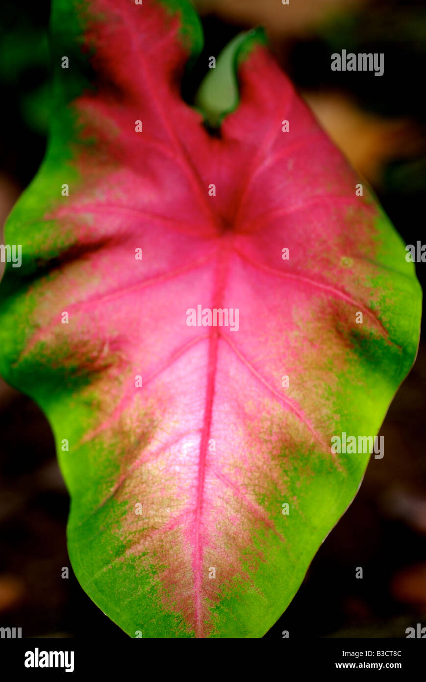 Leaf of a caladium plant Stock Photo - Alamy